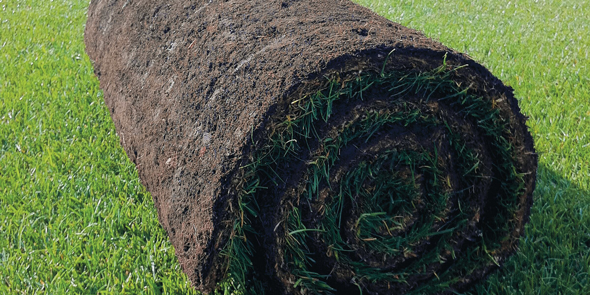 Rulou gazon natural. Prețuri și ce ar trebui să știi