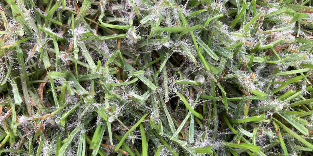 Boli în gazon vara. Cauze. Remediere.